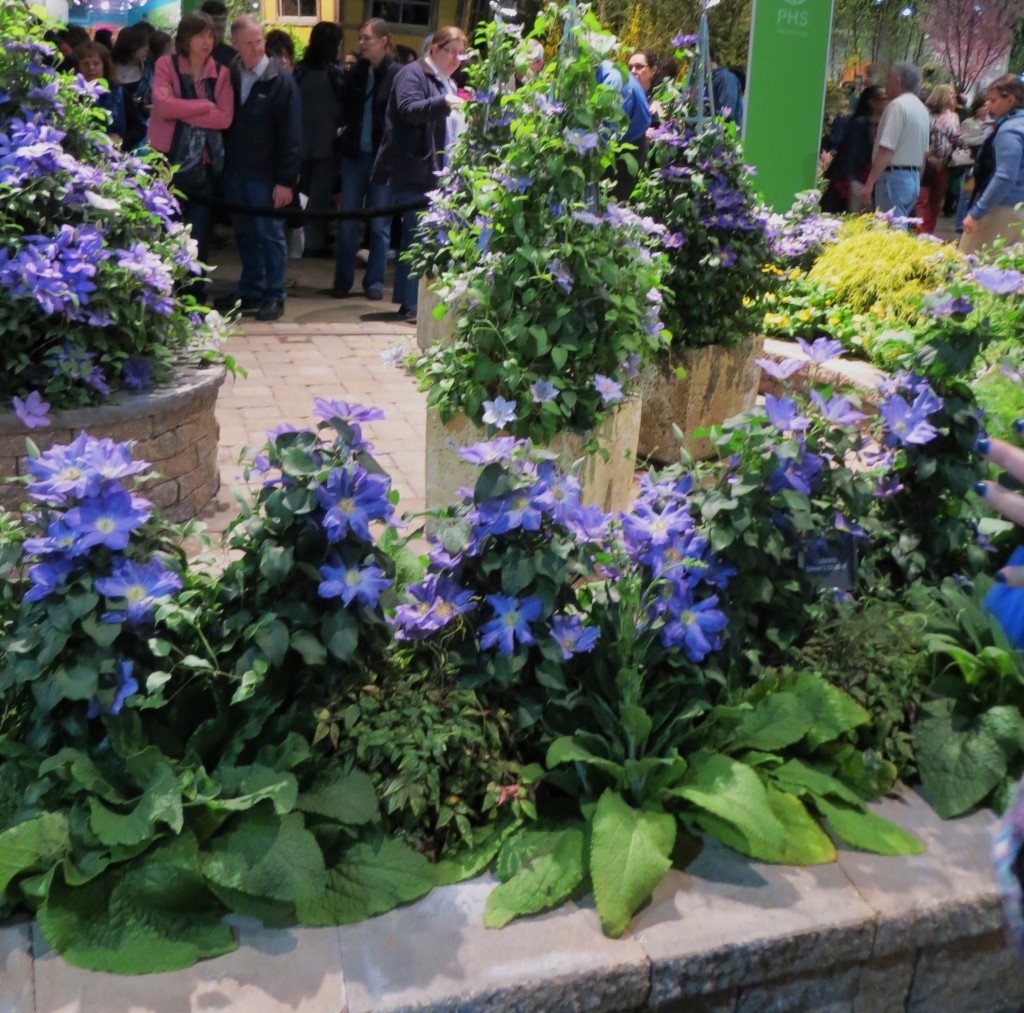 Clematis for Containers | Garden In The Burrow